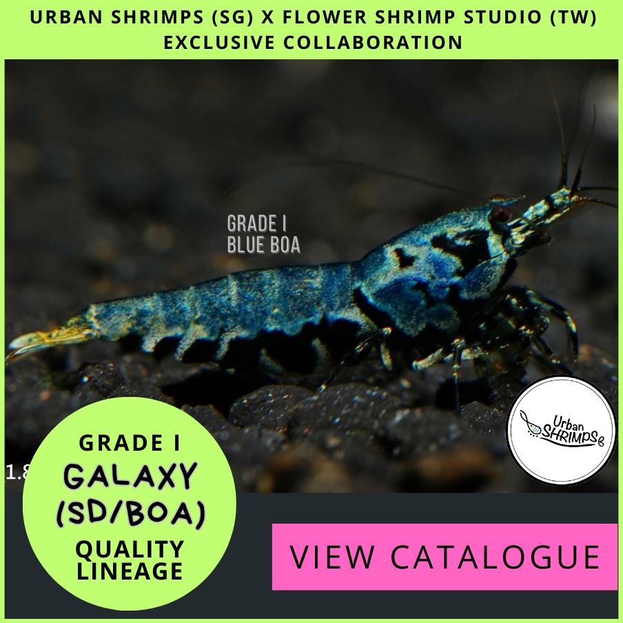 Black Galaxy / Stardust / Boa (Grade I) – Urban Shrimps Official e-Store