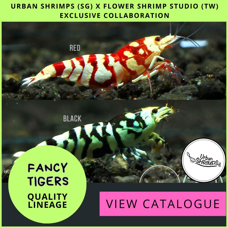 Red / Black Fancy Tigers – Urban Shrimps Official e-Store
