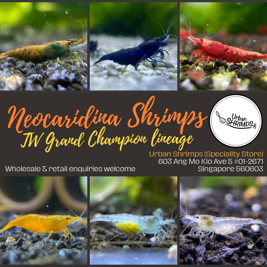 Neocaridina Shrimps – Urban Shrimps Official e-Store