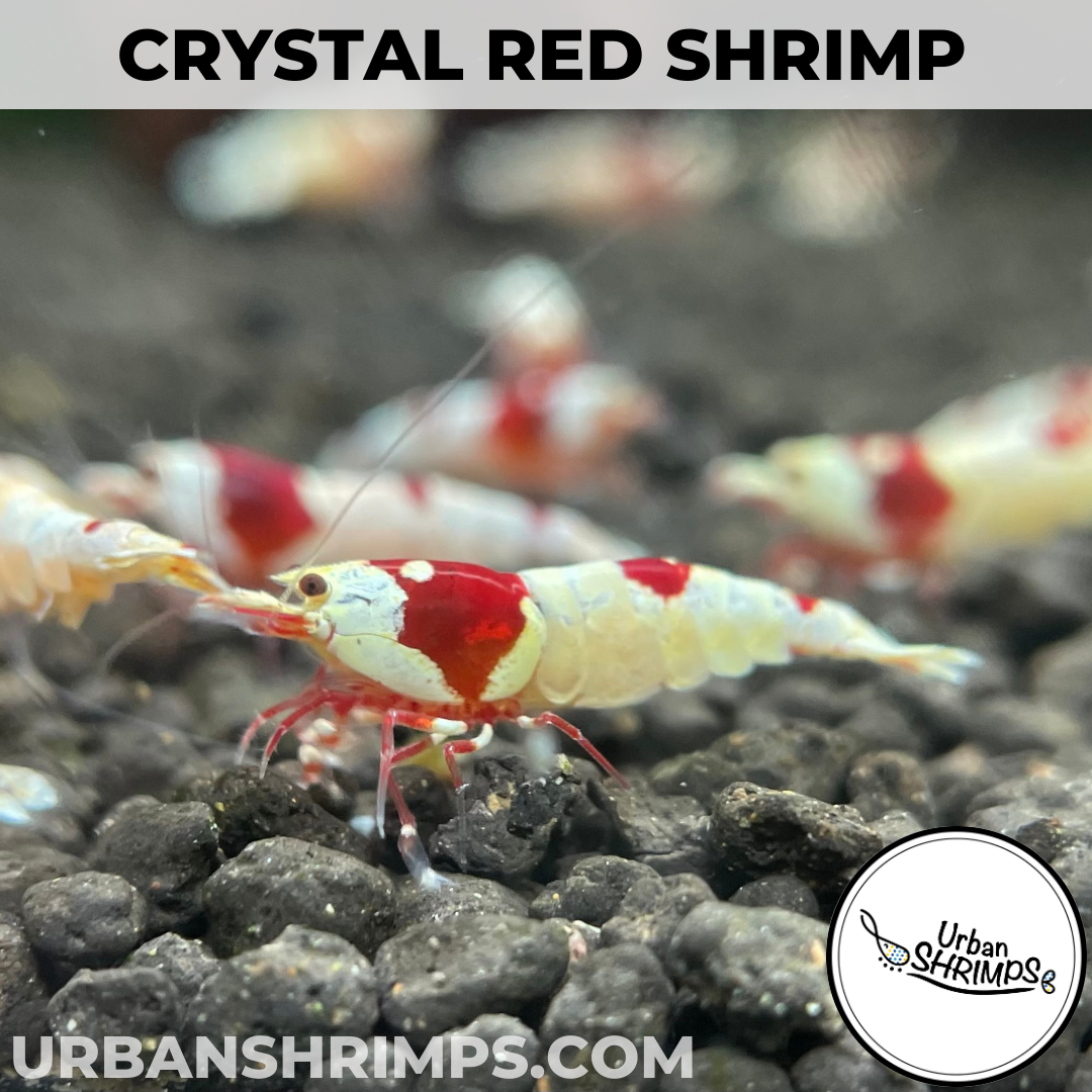 Crystal Red Shrimp (CRS) – Urban Shrimps Official e-Store