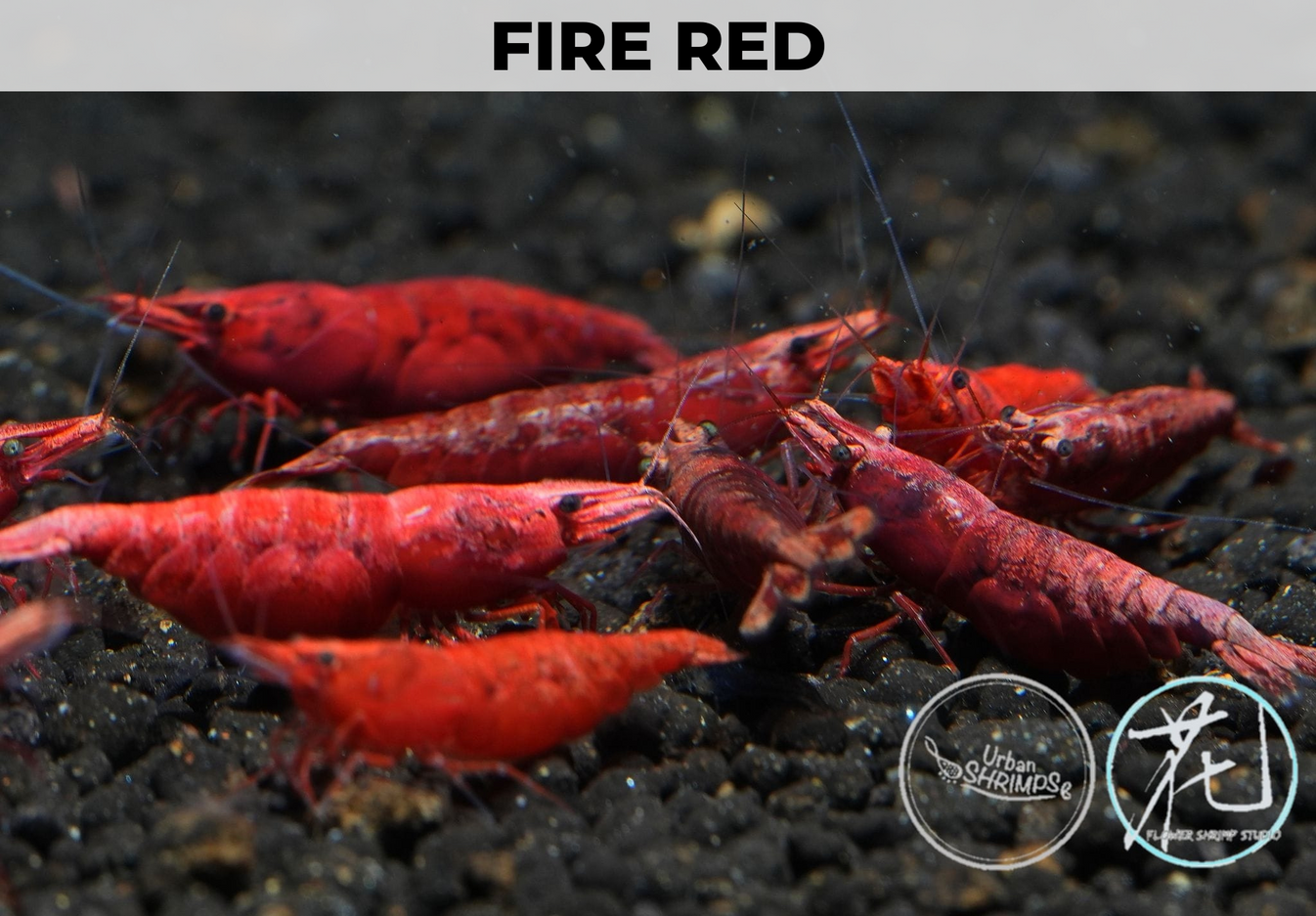 Fire Red – Urban Shrimps Official e-Store