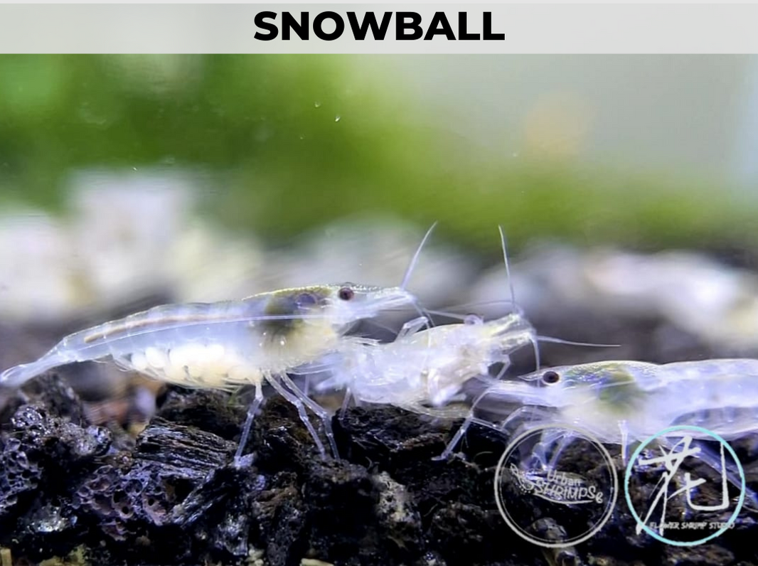 Neocaridina Shrimps – Urban Shrimps Official e-Store