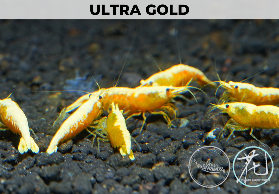 Neocaridina Shrimps – Urban Shrimps Official e-Store